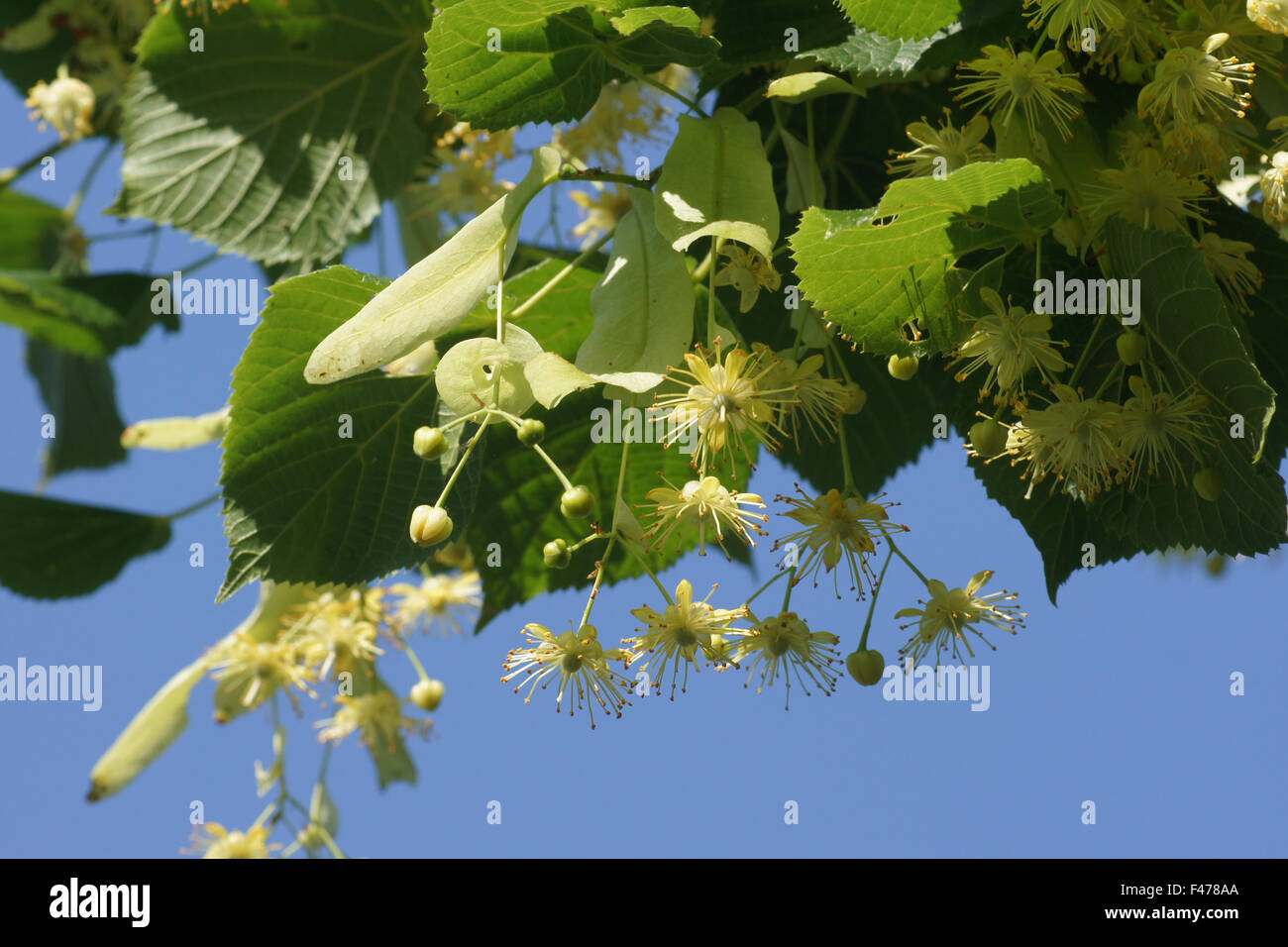 Largeleaved lime hi-res stock photography and images - Alamy