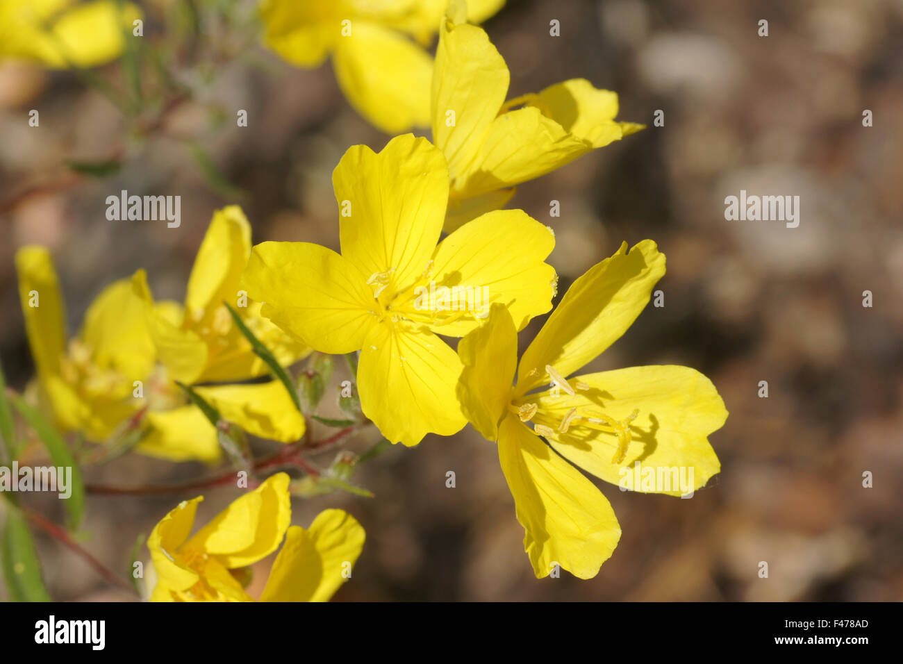 Yellow flowers golden flax linum hi-res stock photography and images ...