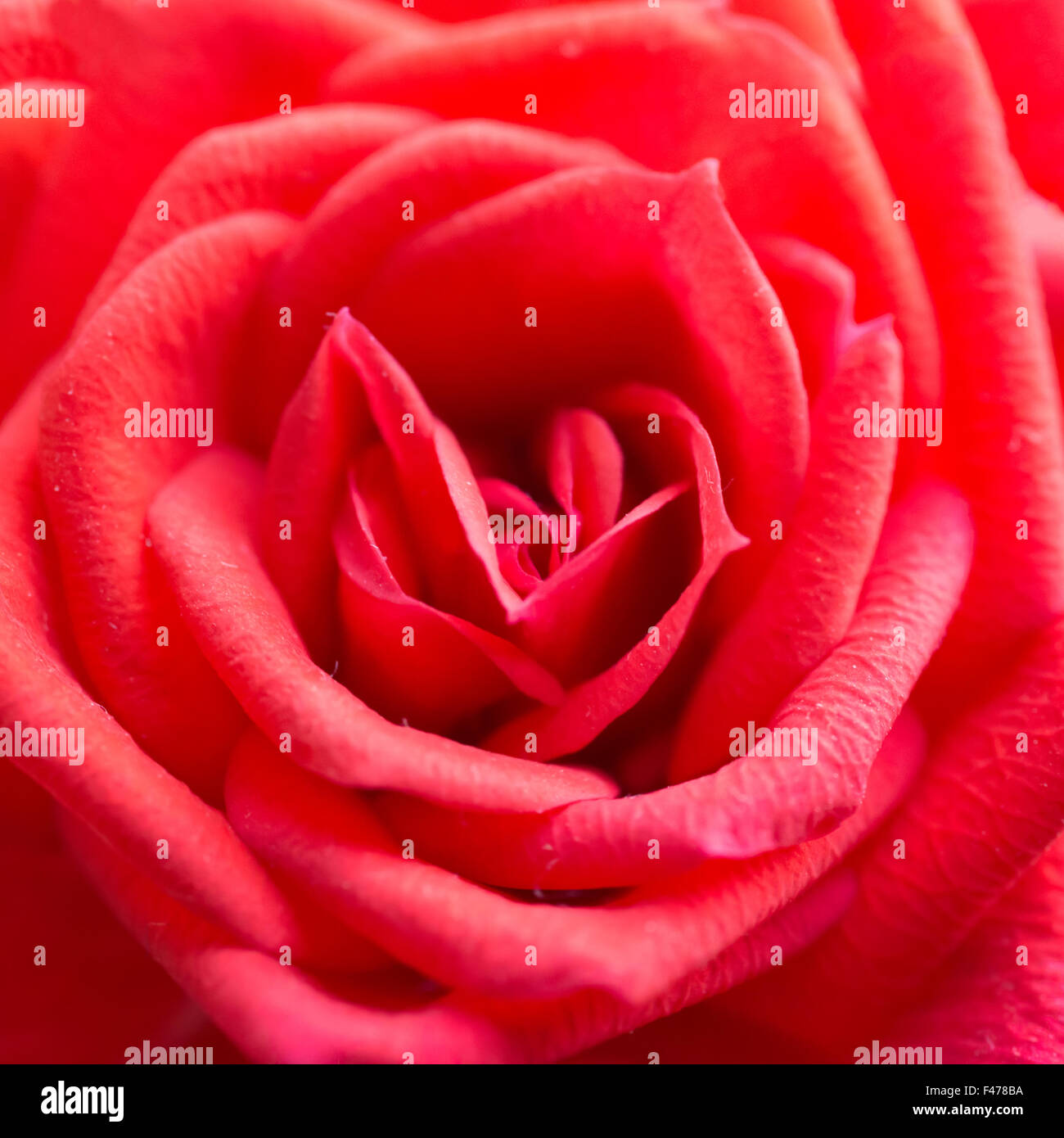 Red rose- romantic flower Stock Photo - Alamy