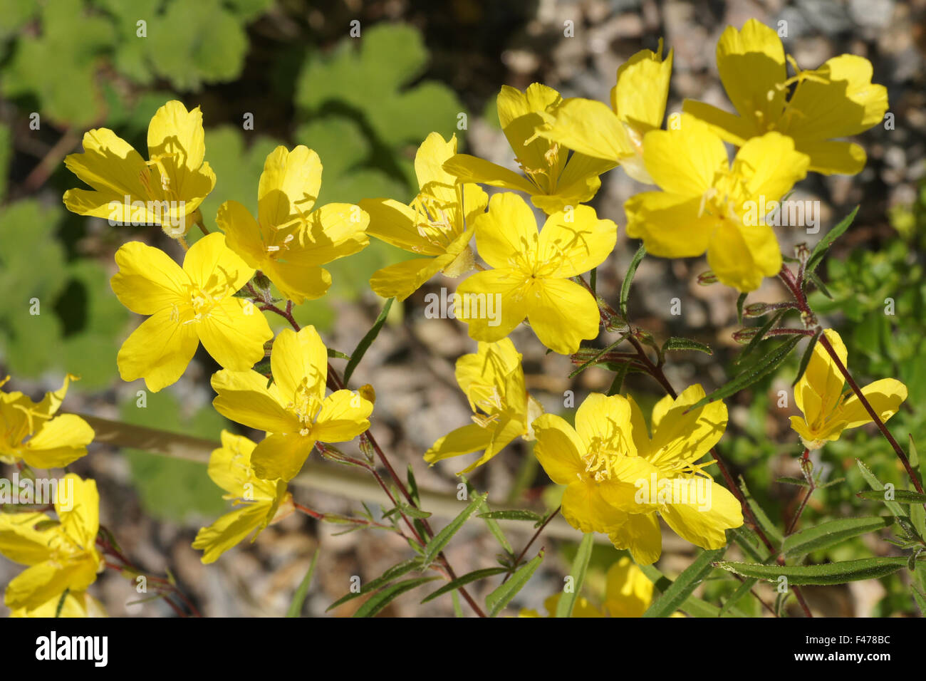 Yellow flowers golden flax linum hi-res stock photography and images ...