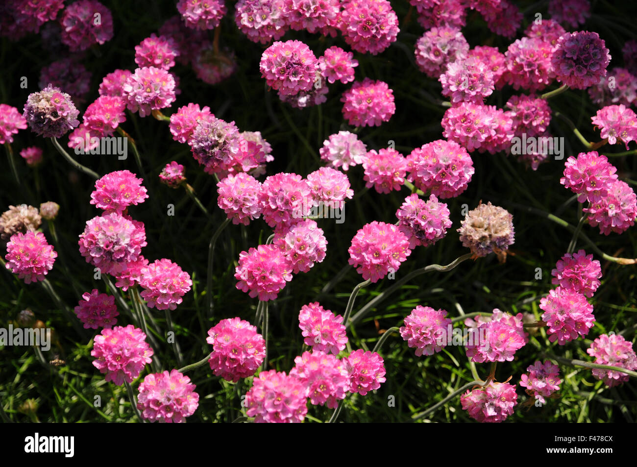Thrift seapink hi-res stock photography and images - Alamy