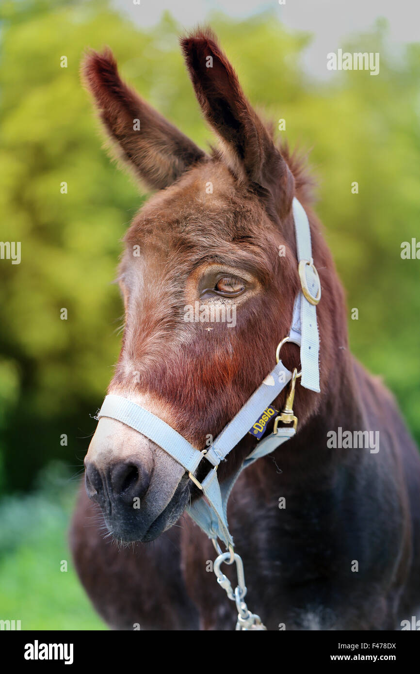 Beautiful portrait of a donkey photographed close up Stock Photo - Alamy