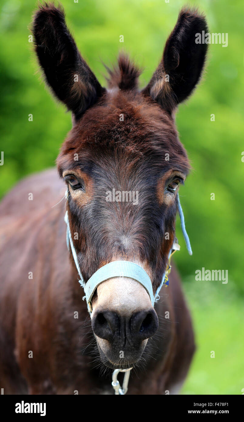 Beautiful portrait of a donkey photographed close up Stock Photo - Alamy