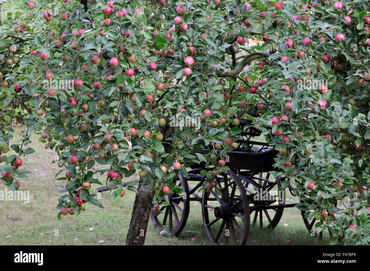 Apple tree autumn hi-res stock photography and images - Alamy