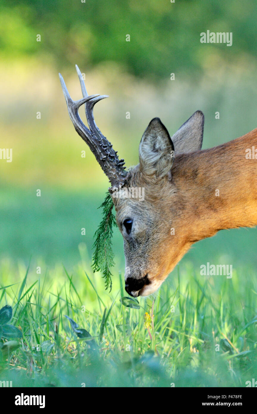 Roebuck in a hi-res stock photography and images - Alamy
