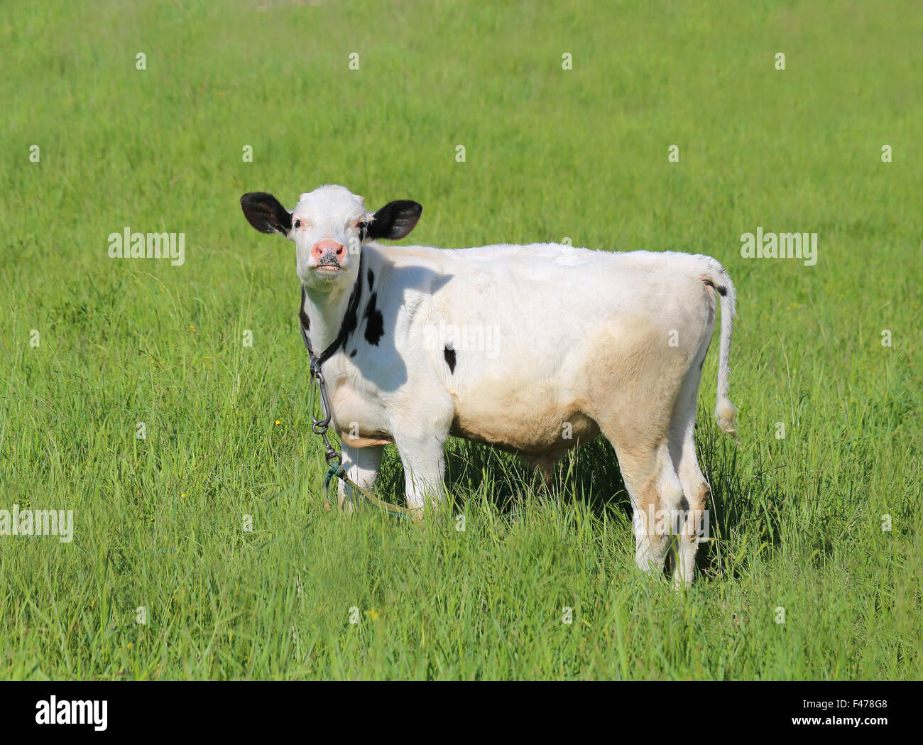 Portrait of a young bull photographed close up Stock Photo - Alamy