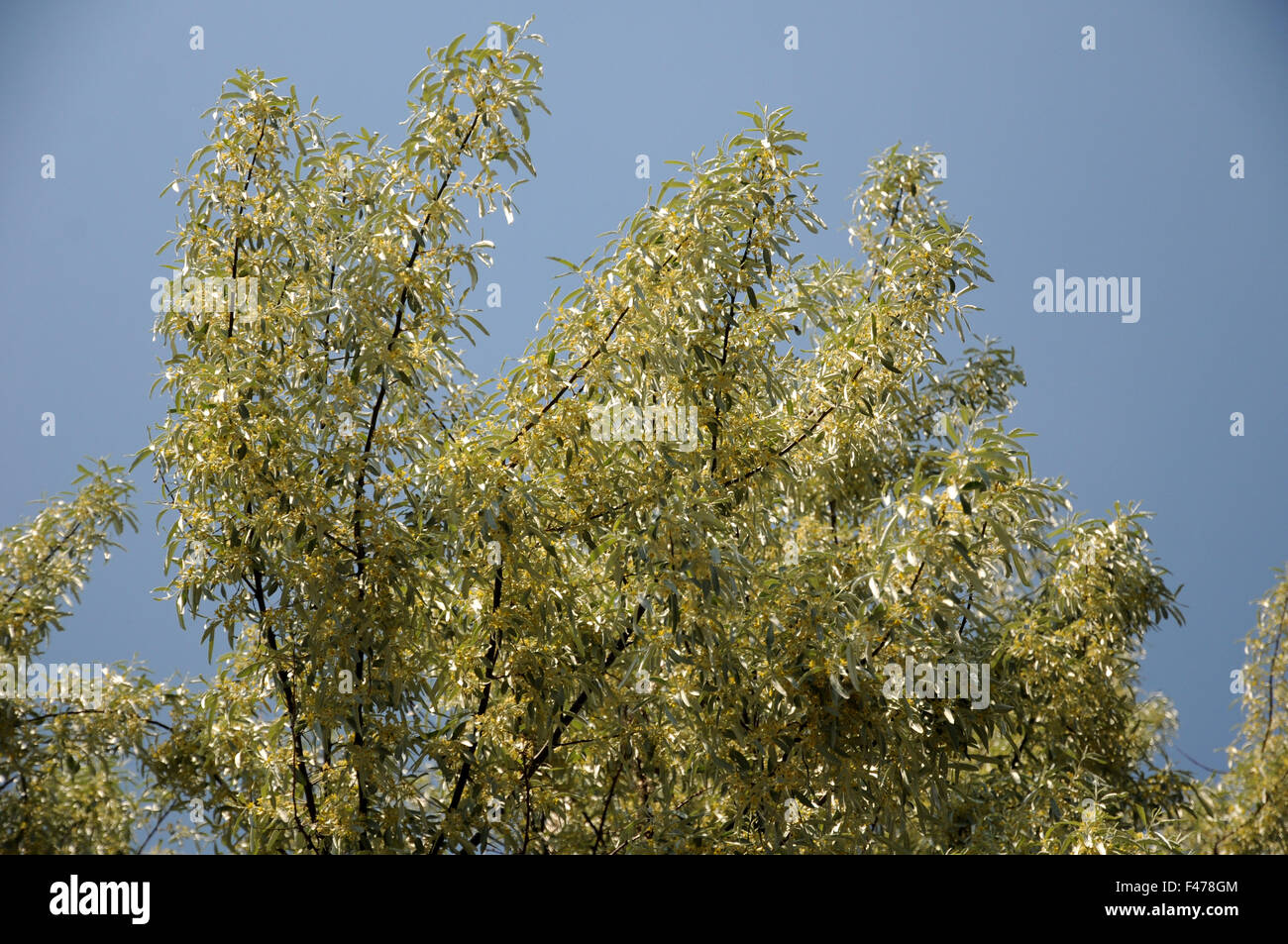 Silverberry hi-res stock photography and images - Alamy
