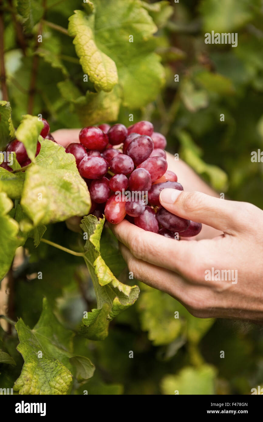 A man picking some grapes in his vineyard Stock Photo - Alamy