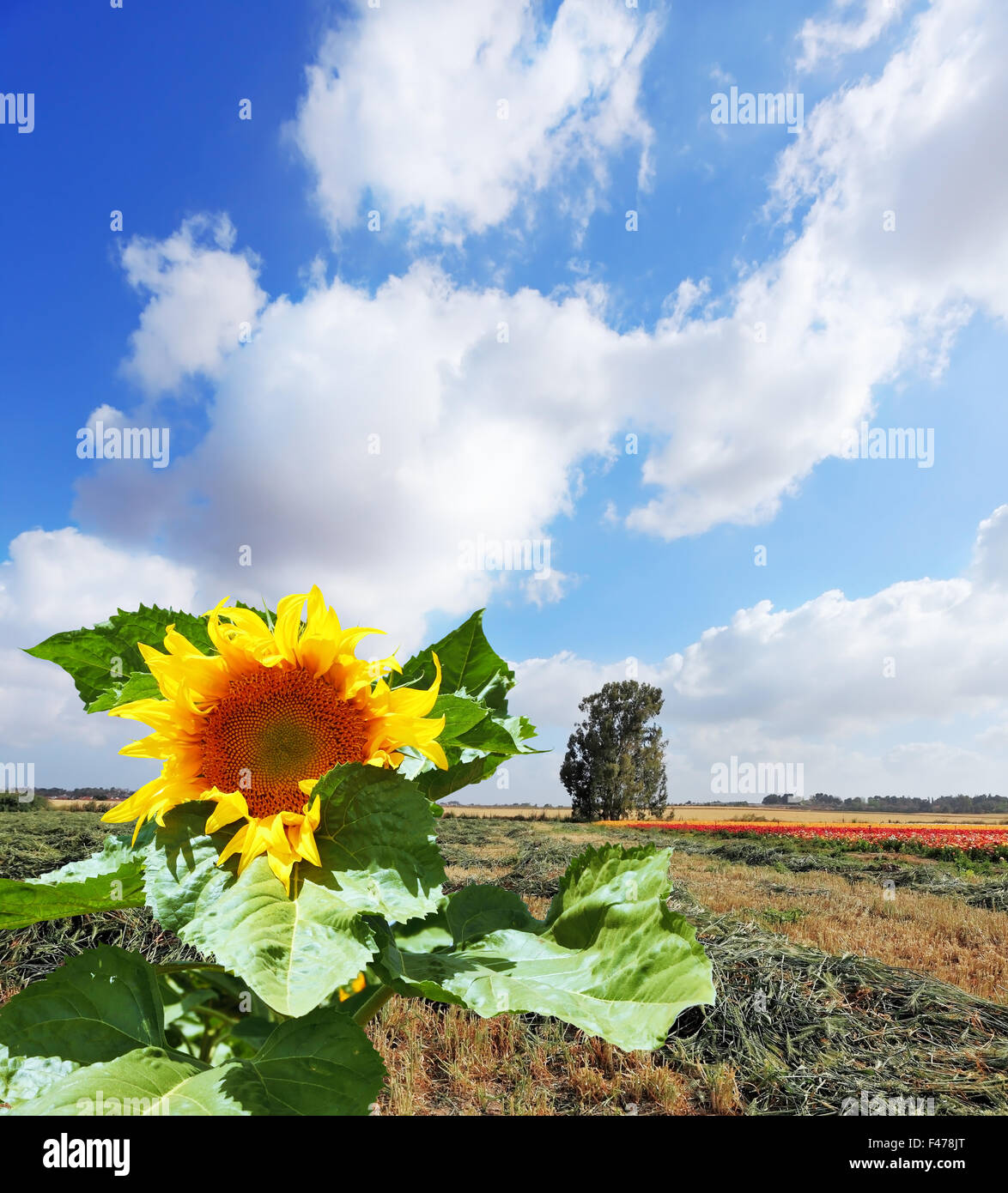 Gorgeous huge sunflower Stock Photo - Alamy