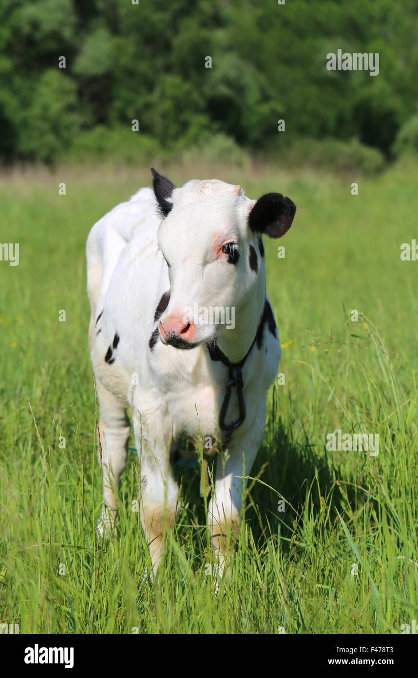 Portrait of a young bull photographed close up Stock Photo - Alamy