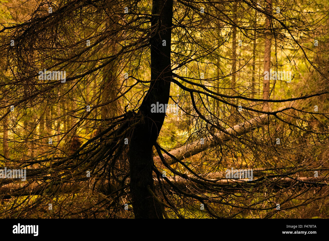 Spruce fir in a forwst, Vastergotland, Sweden Stock Photo - Alamy