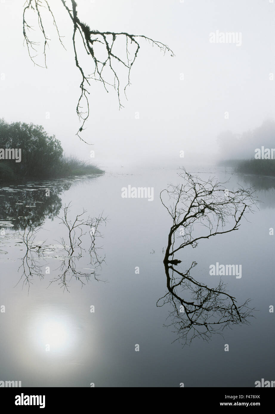 Over hanging bough hi-res stock photography and images - Alamy