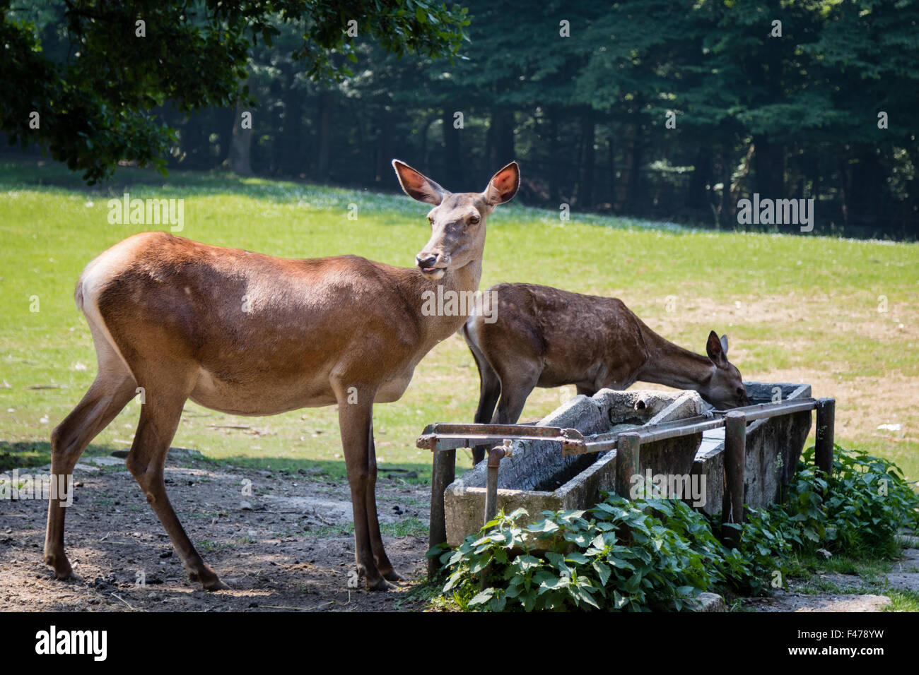 Deer fawn drinking hi-res stock photography and images - Alamy
