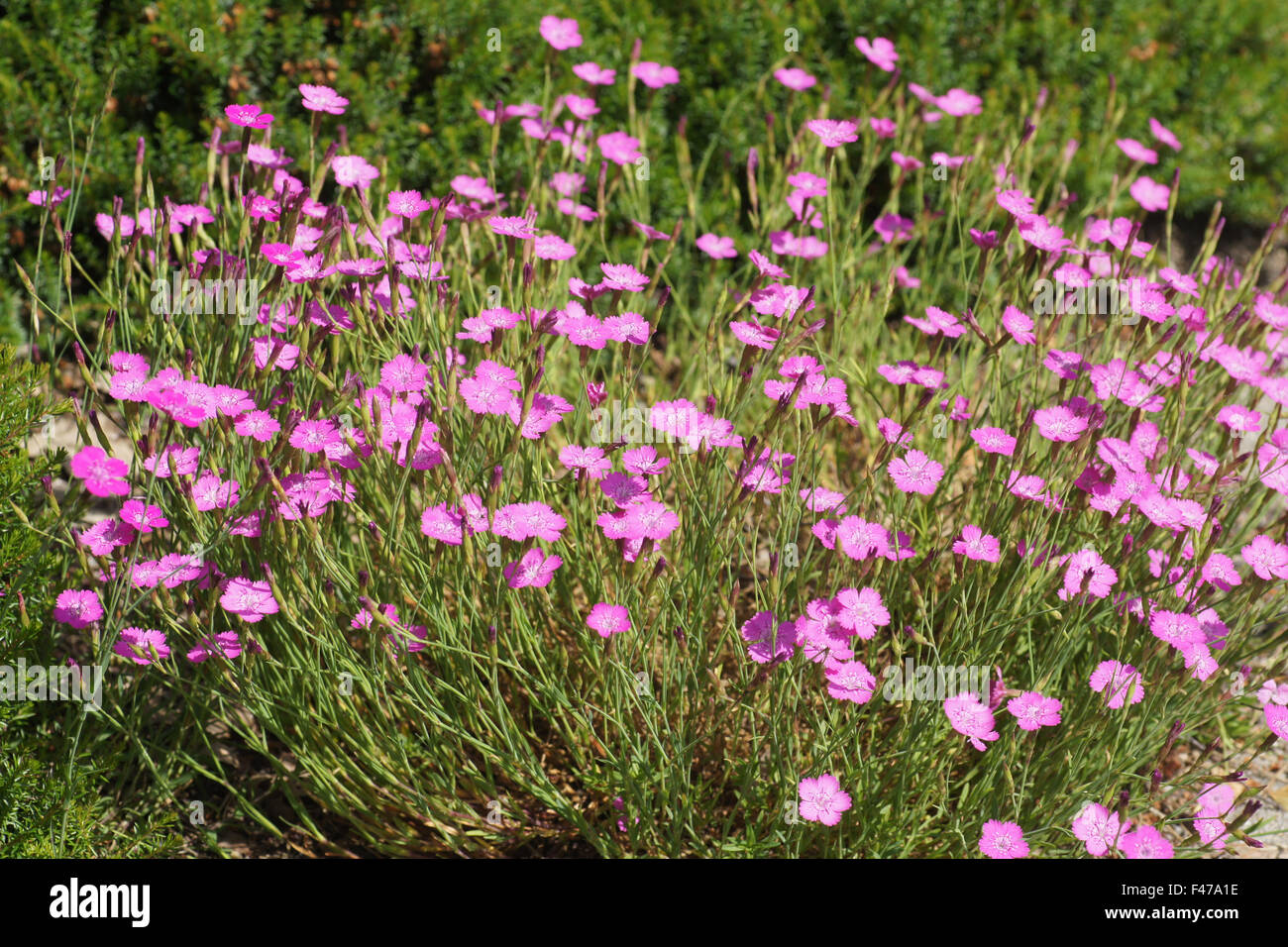 Maiden pinks hi-res stock photography and images - Alamy