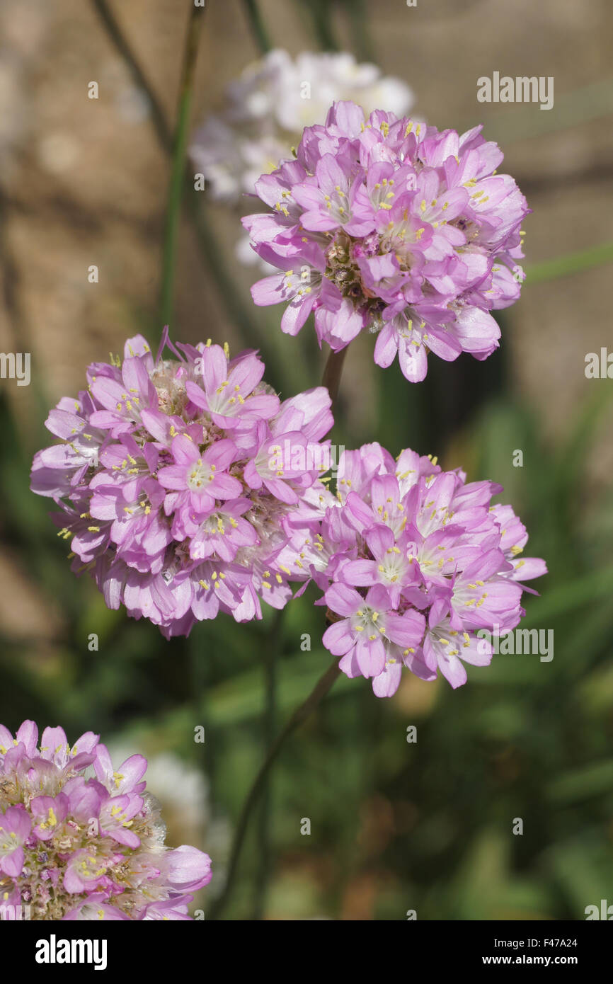 False sea thrift Stock Photo - Alamy