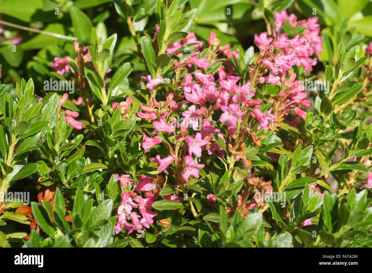 Alpenrose hi-res stock photography and images - Alamy
