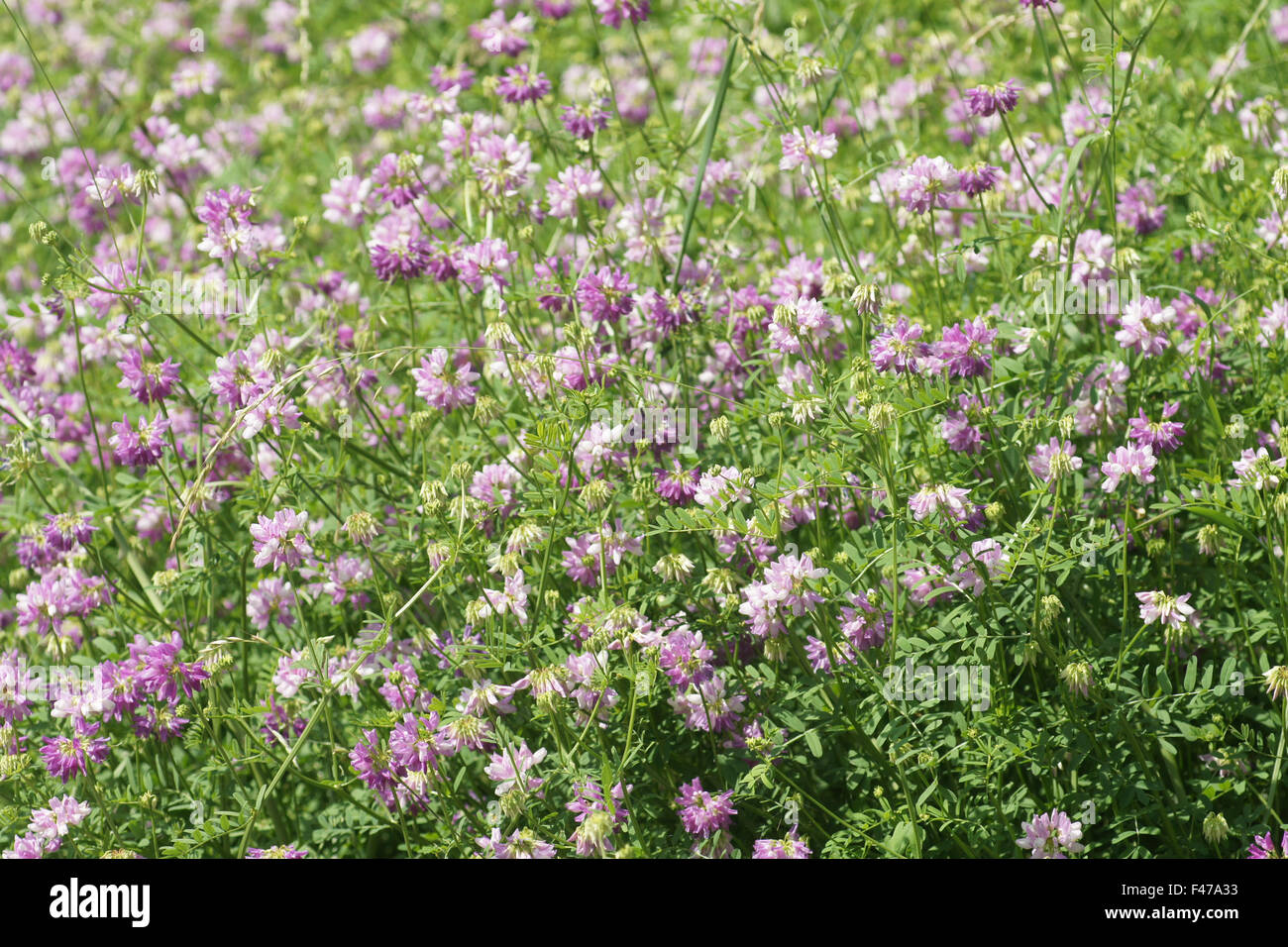 Bunte wiesen hi-res stock photography and images - Alamy