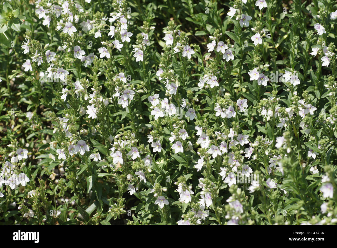 Shrubby veronica hi-res stock photography and images - Alamy