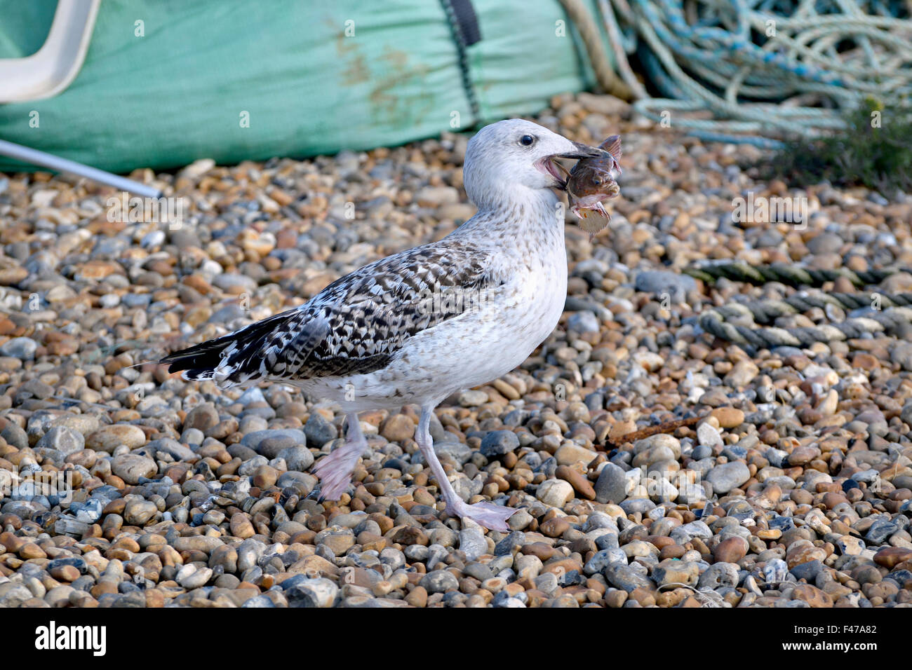 Dead herring gull hi-res stock photography and images - Alamy