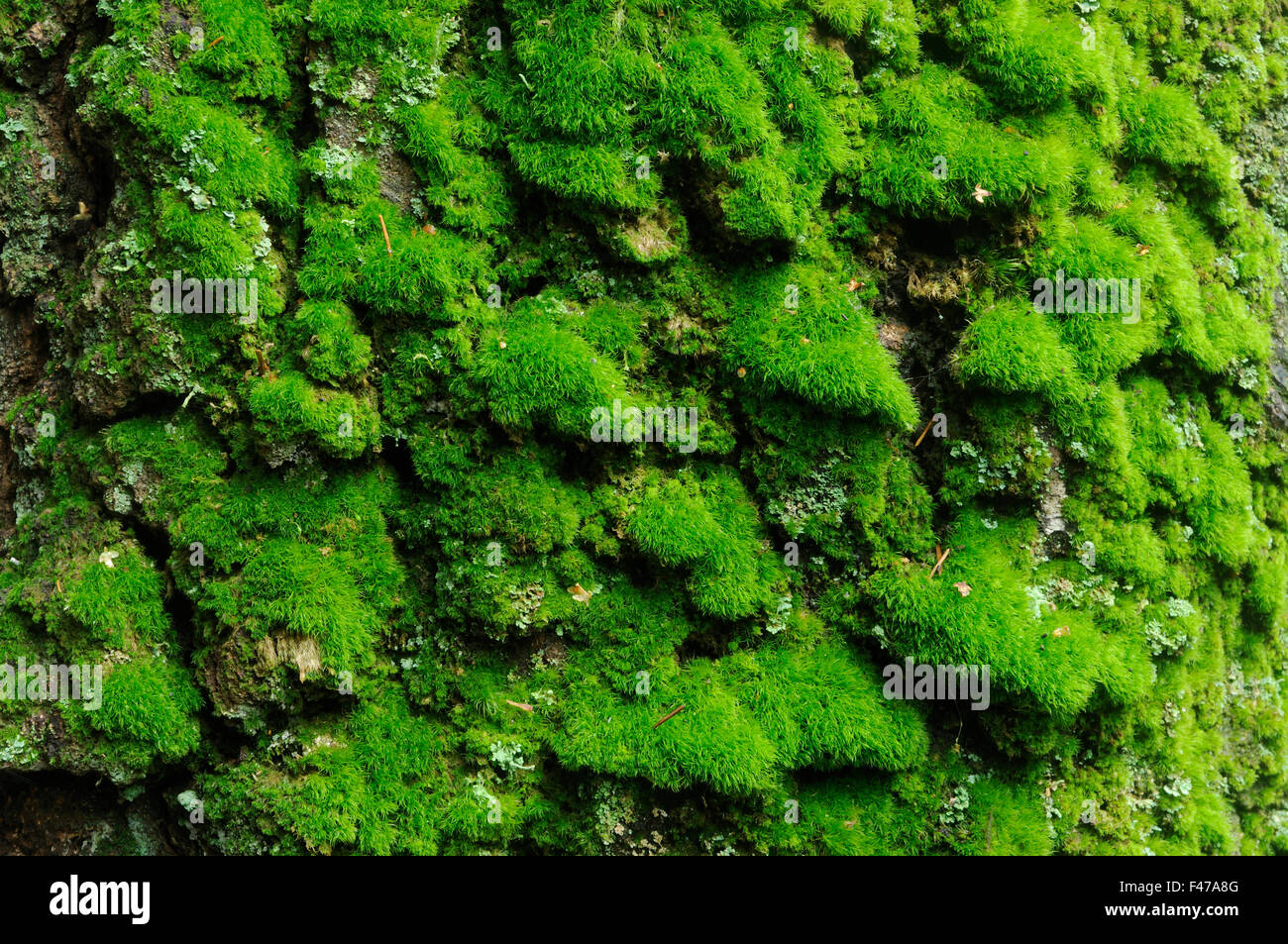 Moss on tree, Sweden Stock Photo - Alamy