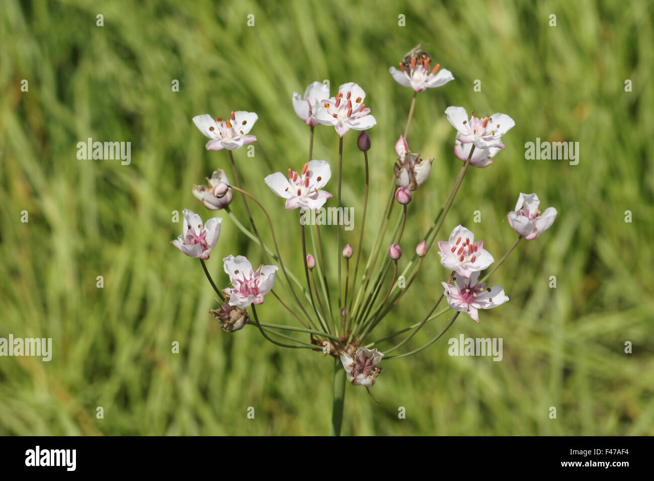 Rush pflanzen hi-res stock photography and images - Alamy