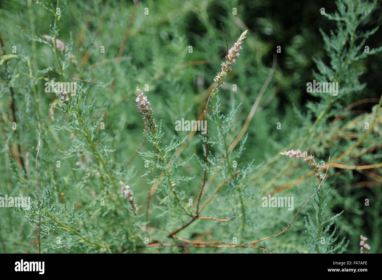 German tamarisk hi-res stock photography and images - Alamy