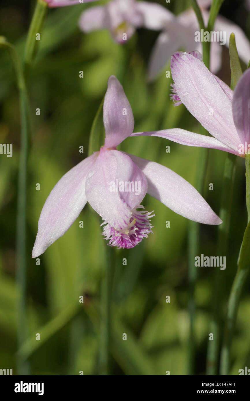 Bog rose hi-res stock photography and images - Alamy