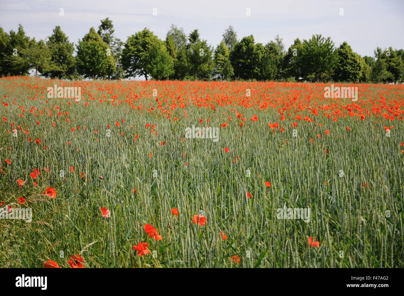 Dinkel feld hi-res stock photography and images - Alamy