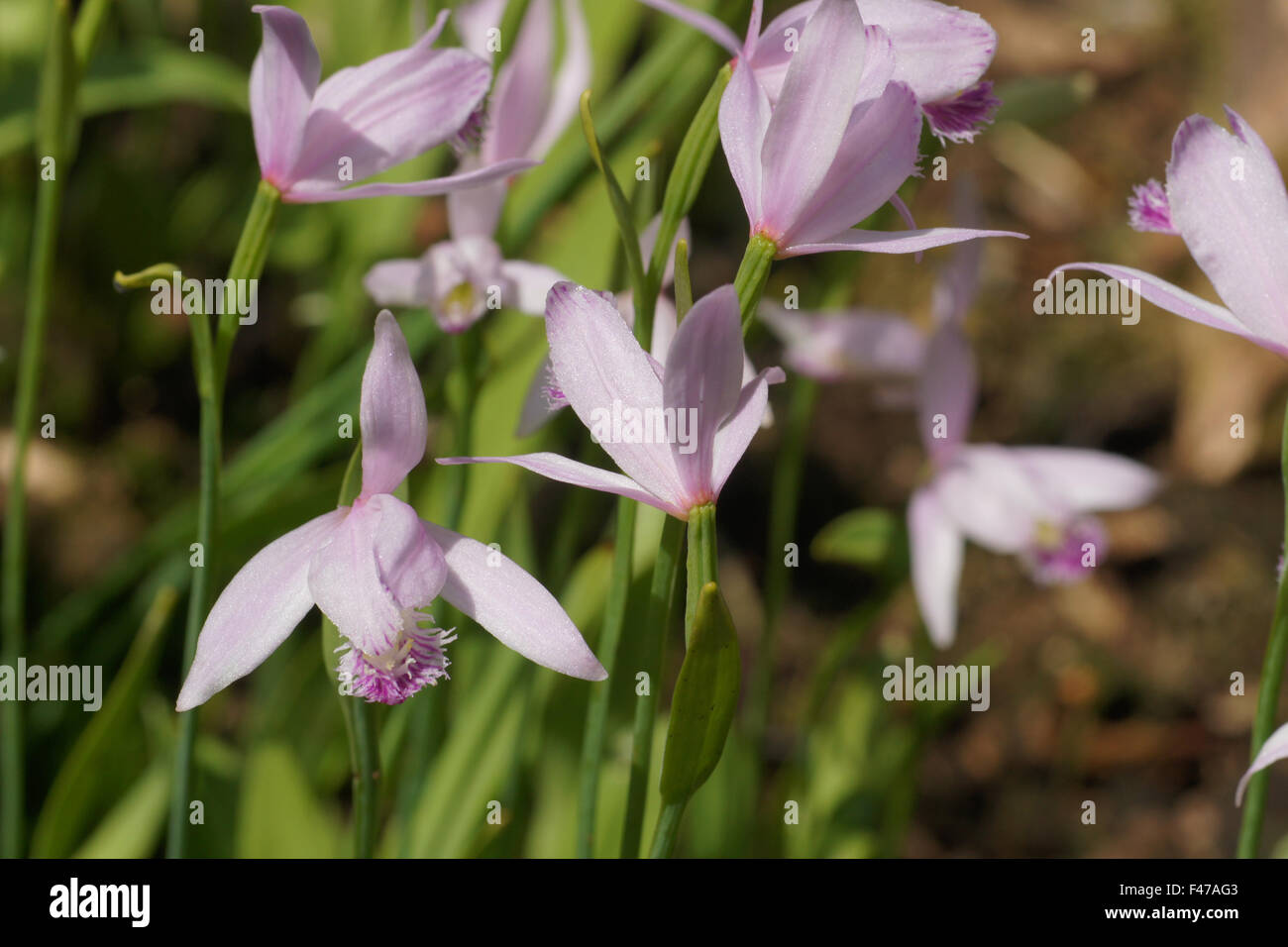 Bog rose hi-res stock photography and images - Alamy