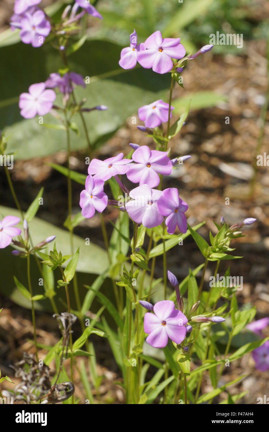 Swordleaf hi-res stock photography and images - Alamy