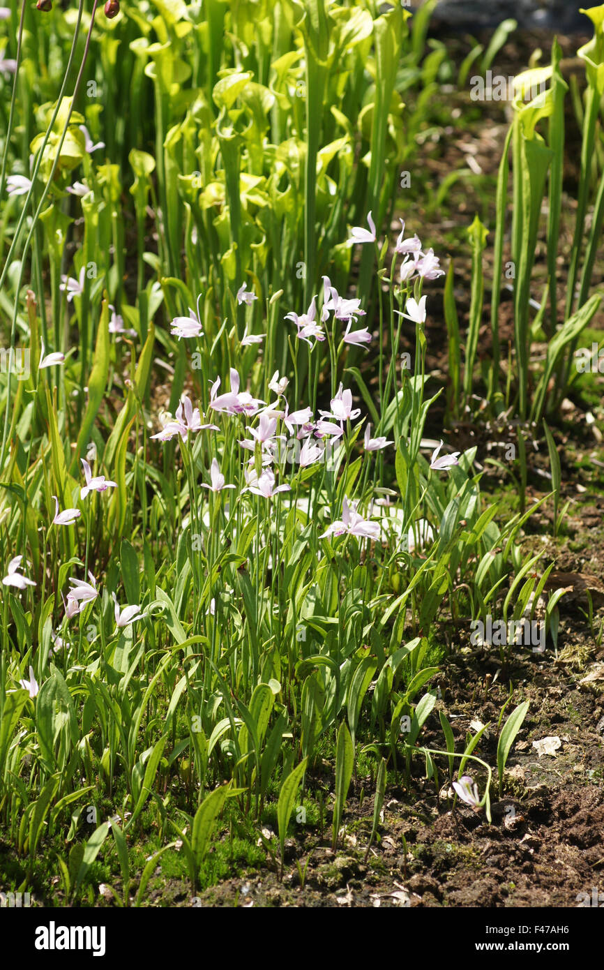 Bog rose hi-res stock photography and images - Alamy