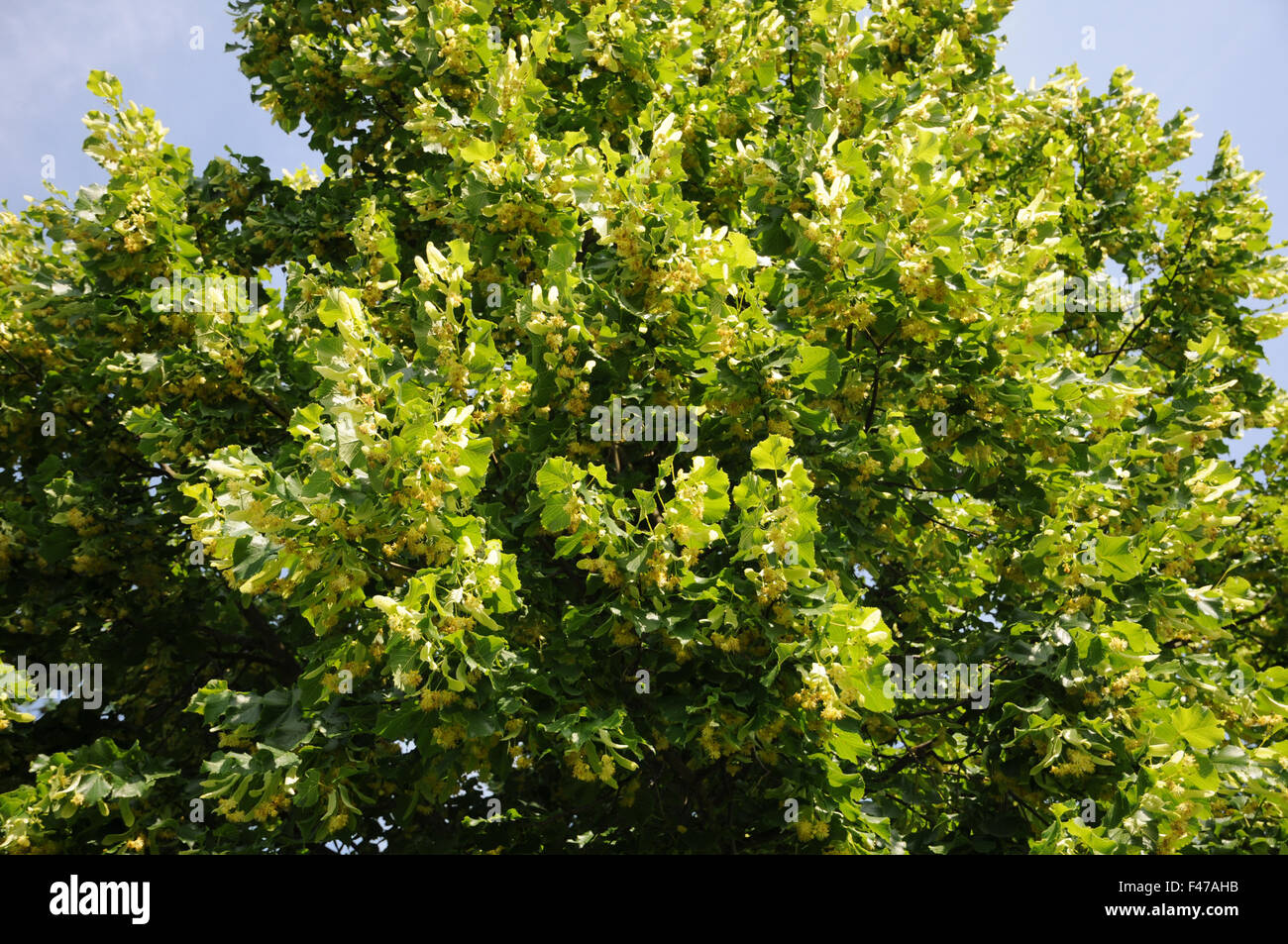 Largeleaved lime hi-res stock photography and images - Alamy