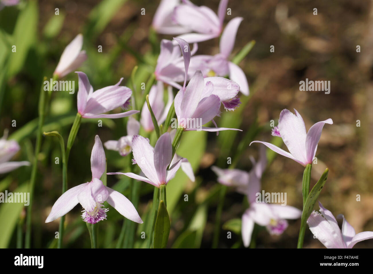 Bog rose hi-res stock photography and images - Alamy