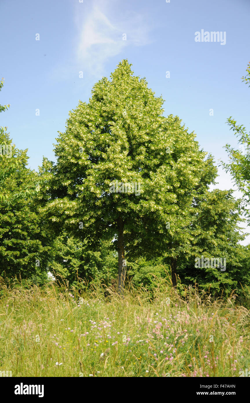 Largeleaved lime hi-res stock photography and images - Alamy