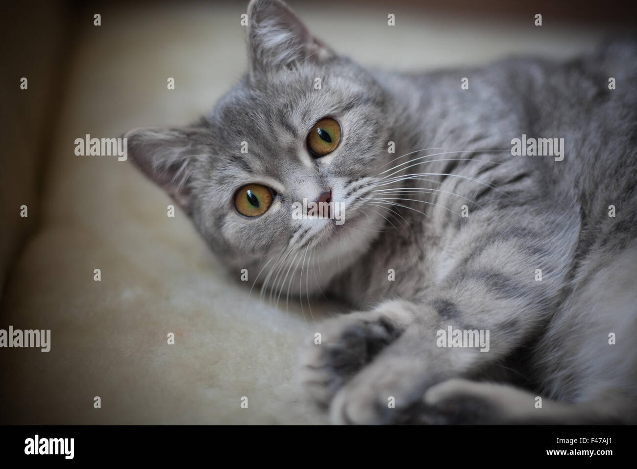 Baby muzzle hi-res stock photography and images - Alamy