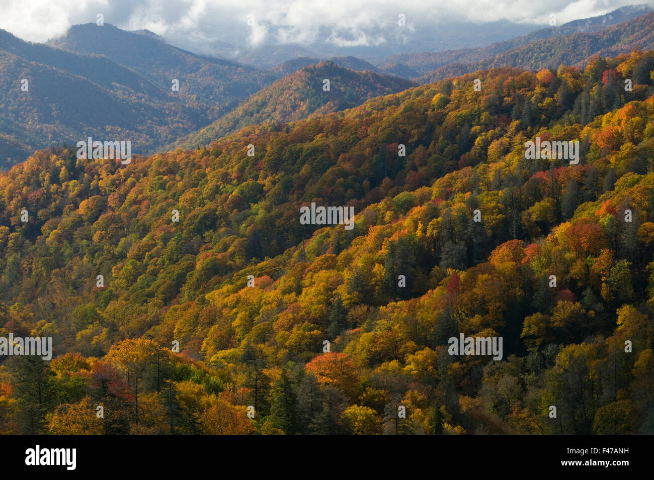 Deciduous forest great smoky mountains hi-res stock photography and ...