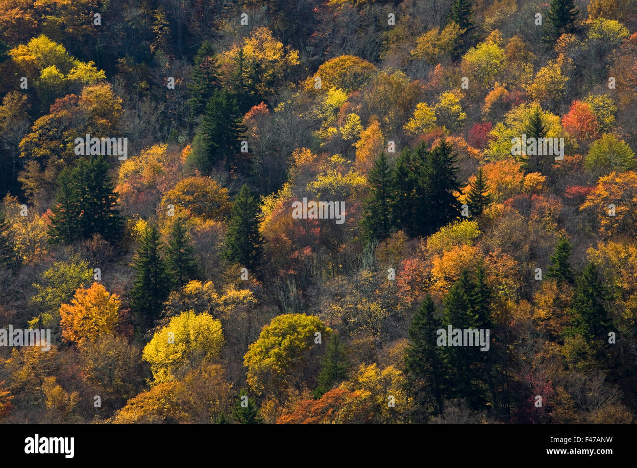 Pine-forest and broad-leaf tree in autumn colours, North Carolina, USA ...