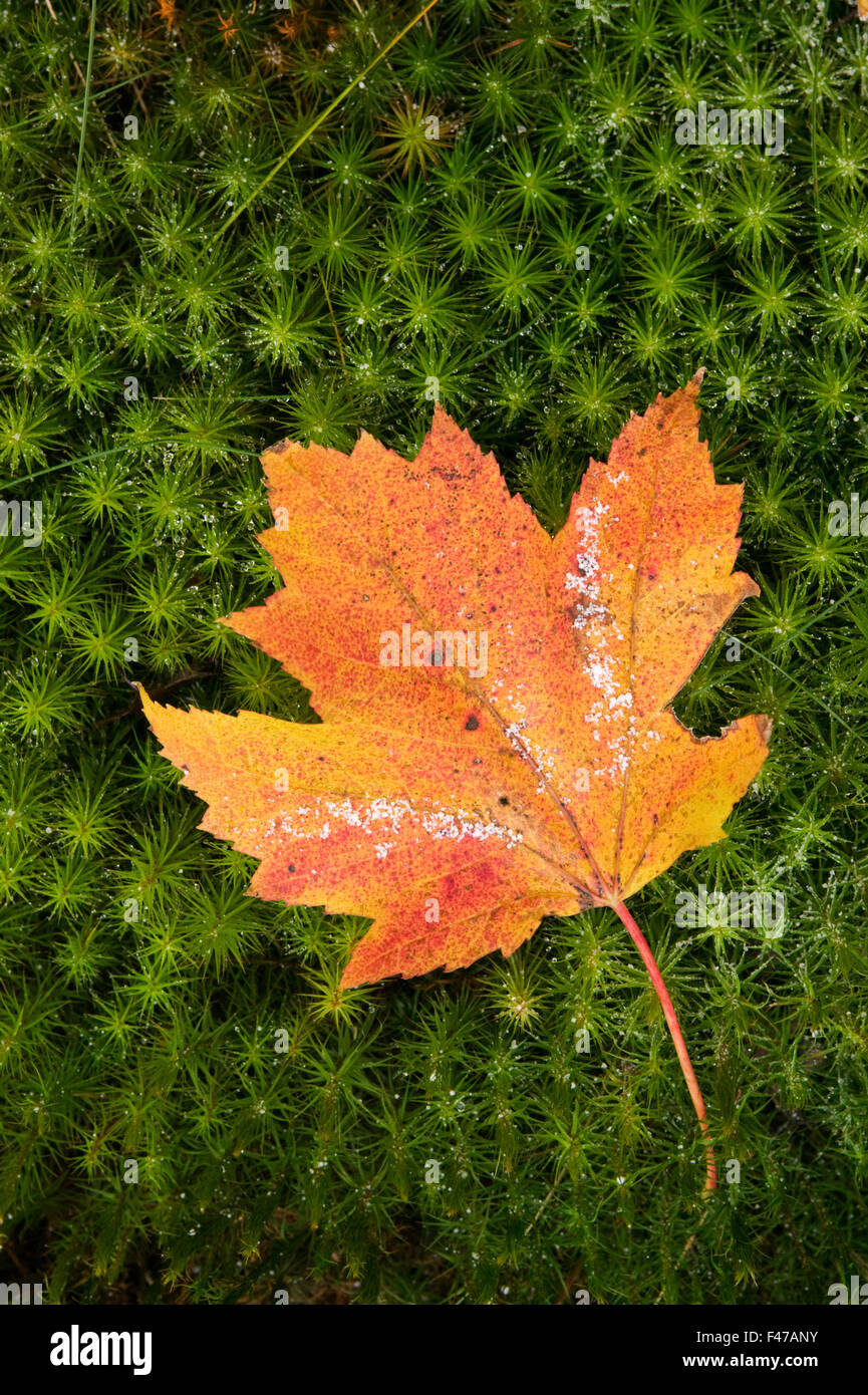 Maple leaf in autumn colours, close-up, North Carolina, USA Stock Photo ...