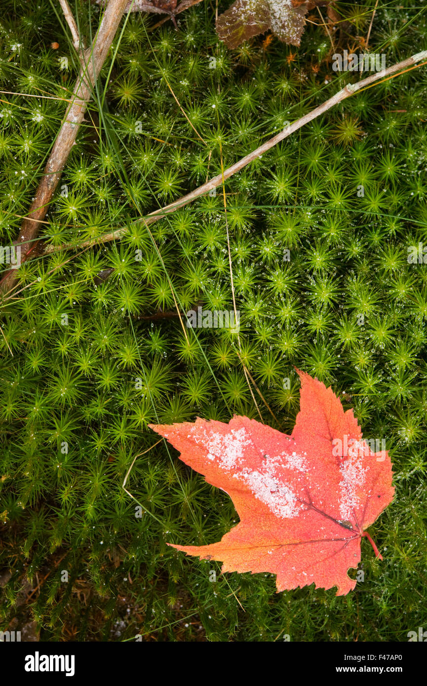 Close up north hi-res stock photography and images - Alamy