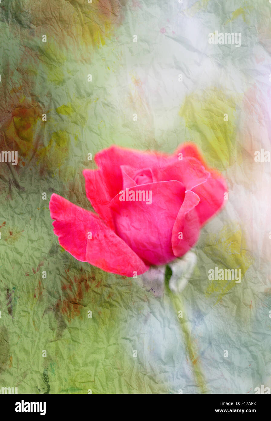 Close up beautiful rose flower hi-res stock photography and images - Alamy