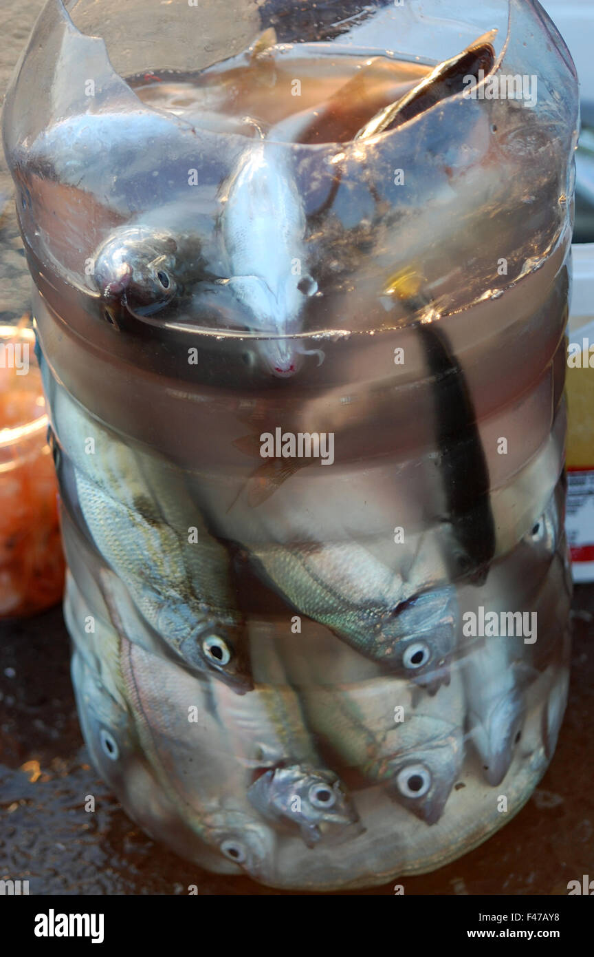 Sprat hi-res stock photography and images - Alamy