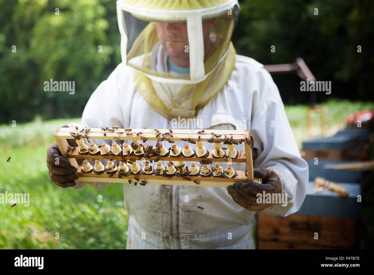 Beekeeping hi-res stock photography and images - Alamy