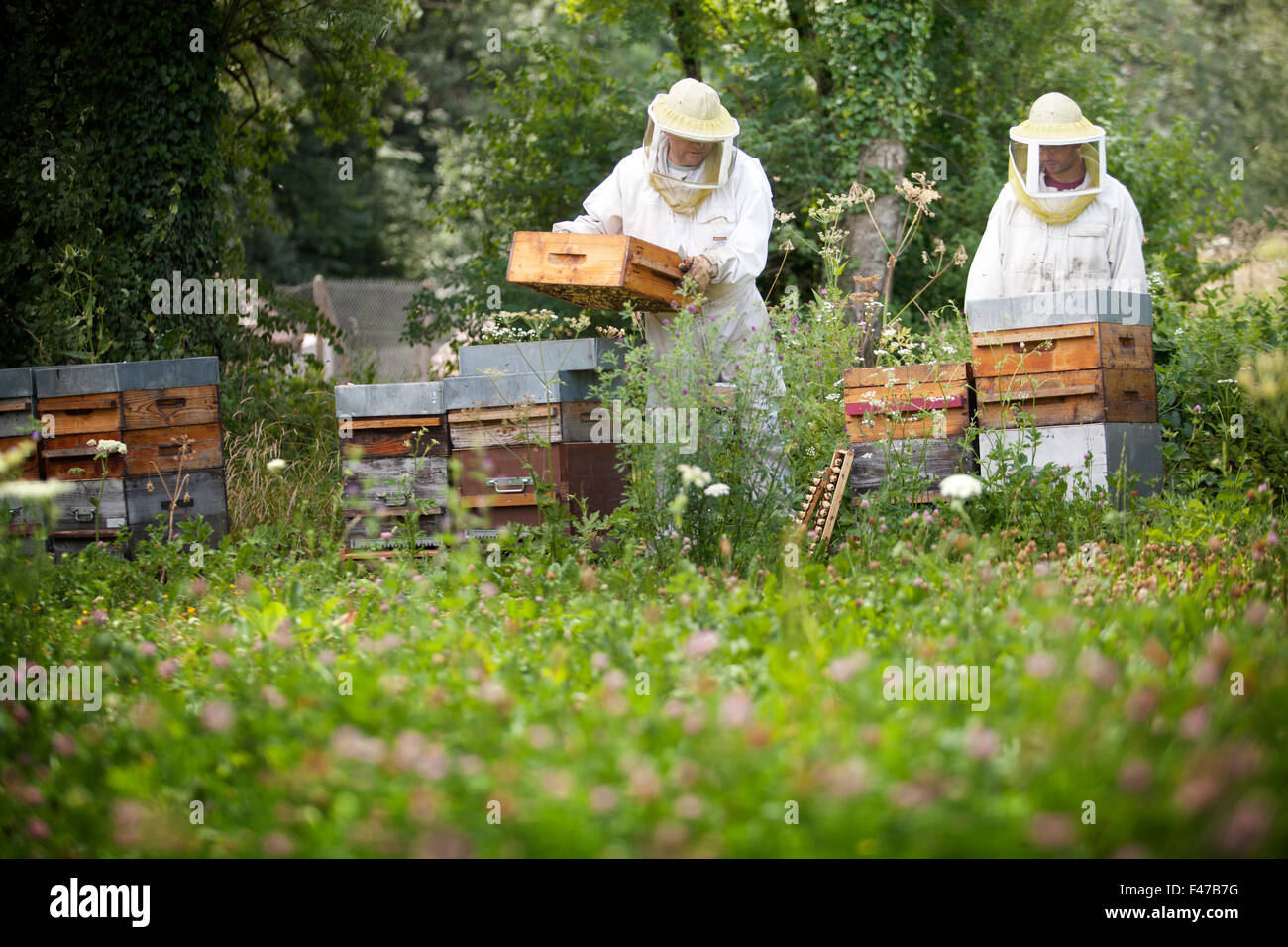 Beekeeping hi-res stock photography and images - Alamy