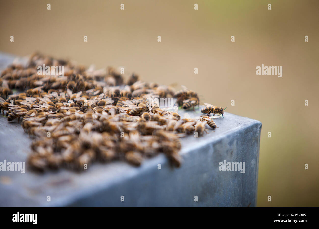 Outdoor beehive detailed zoom hi-res stock photography and images - Alamy