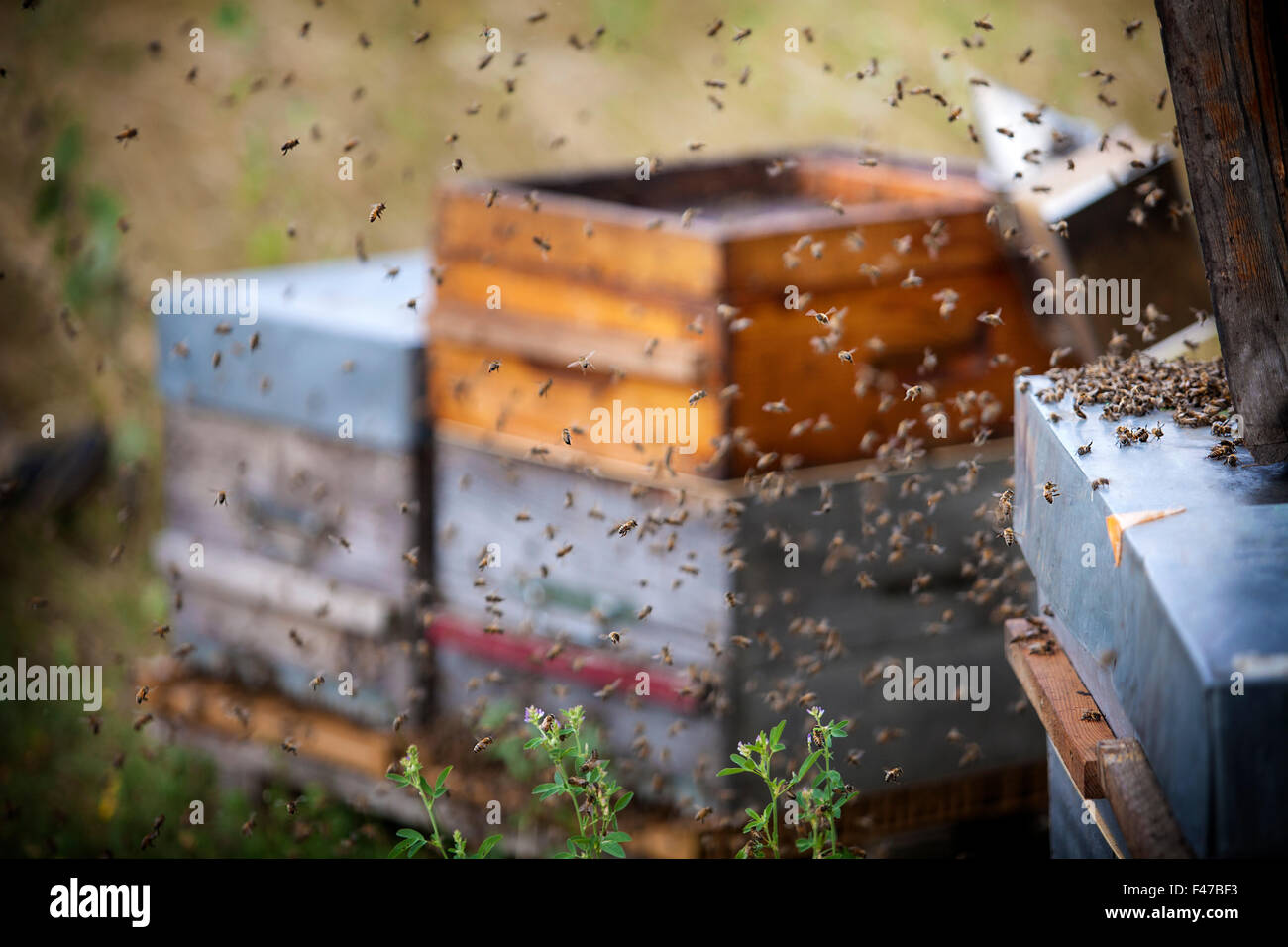 Beekeeping hi-res stock photography and images - Alamy