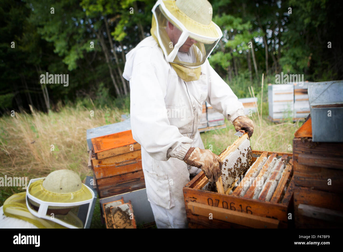 Human beekeeping hi-res stock photography and images - Alamy