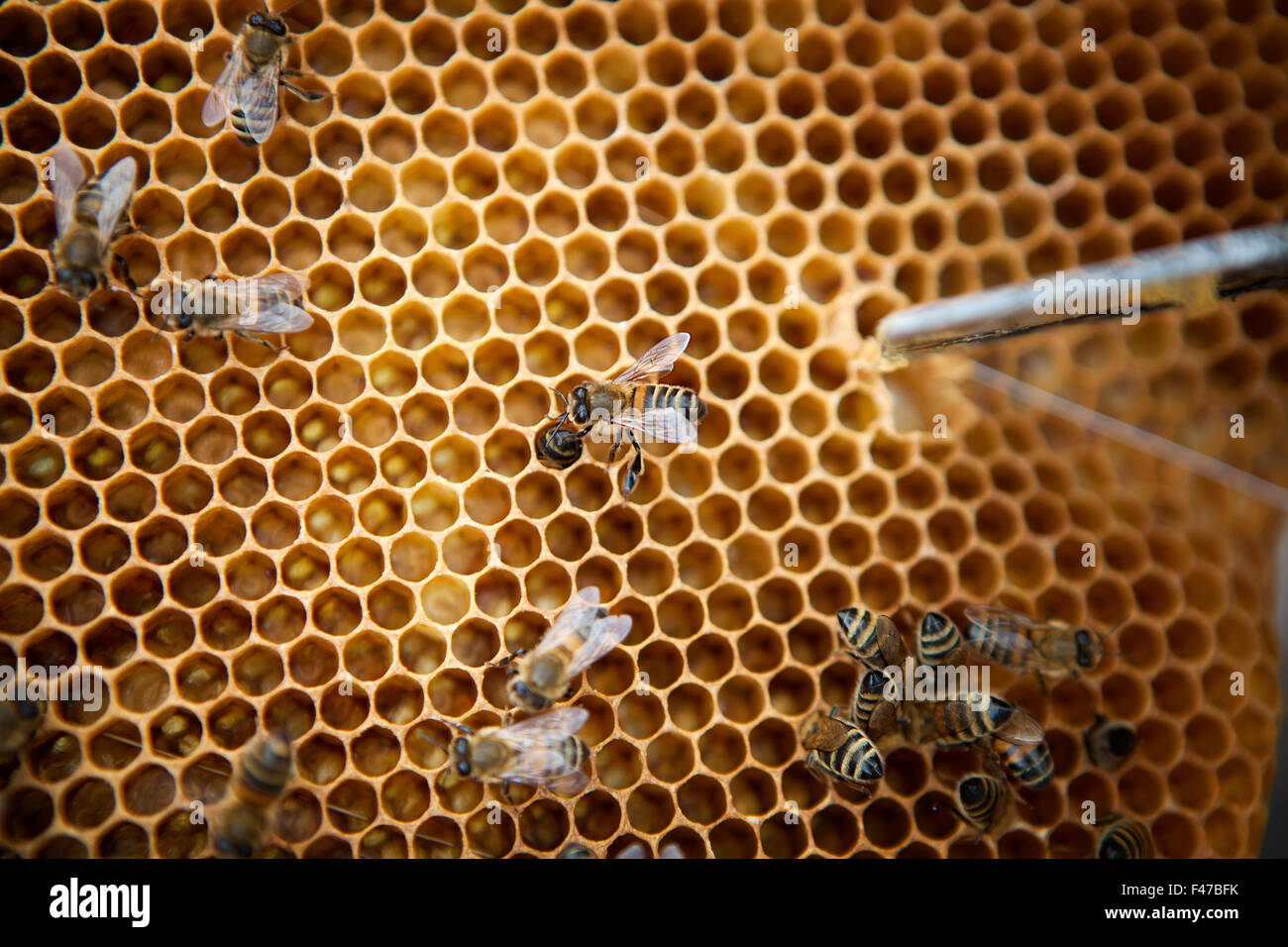 Outdoor beehive detailed zoom hi-res stock photography and images - Alamy