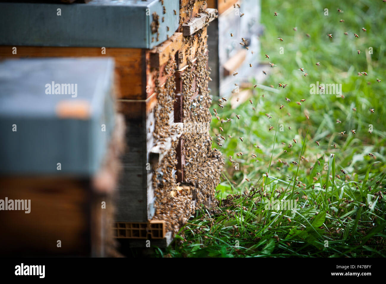 Outdoor beehive detailed zoom hi-res stock photography and images - Alamy