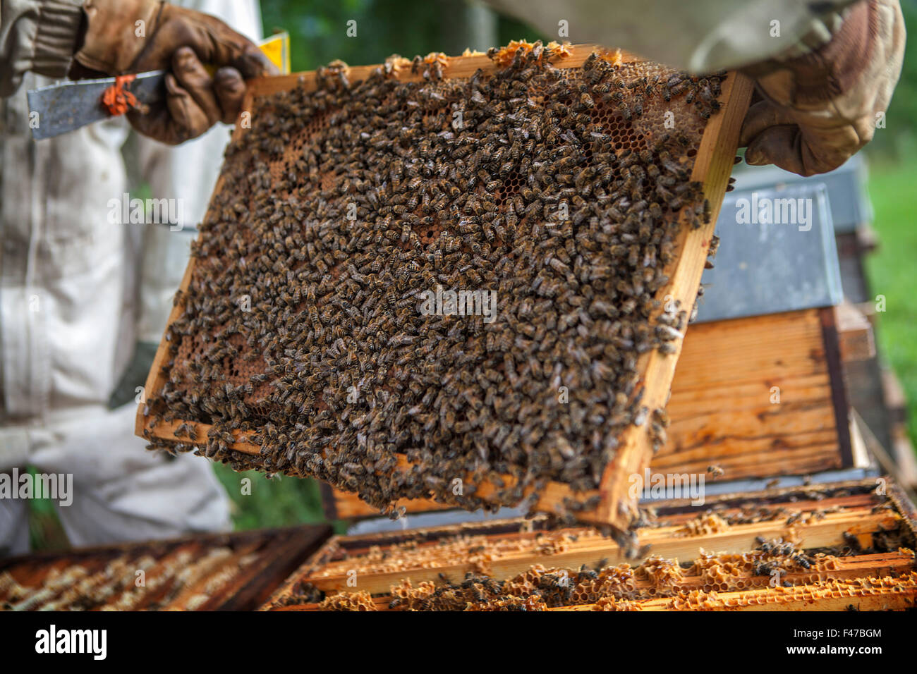 Outdoor beehive detailed zoom hi-res stock photography and images - Alamy