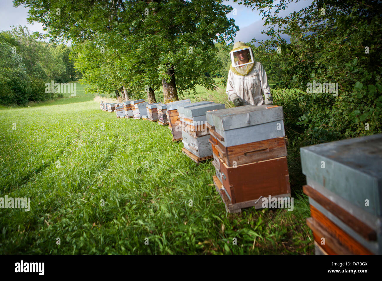 Human beekeeping hi-res stock photography and images - Alamy